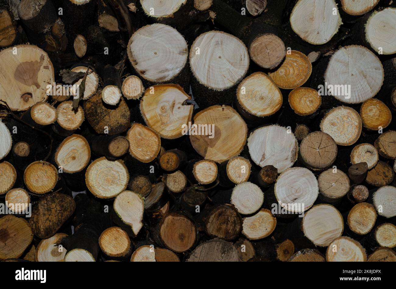 Cross section of the timber, cut trees, firewood stack for the ...