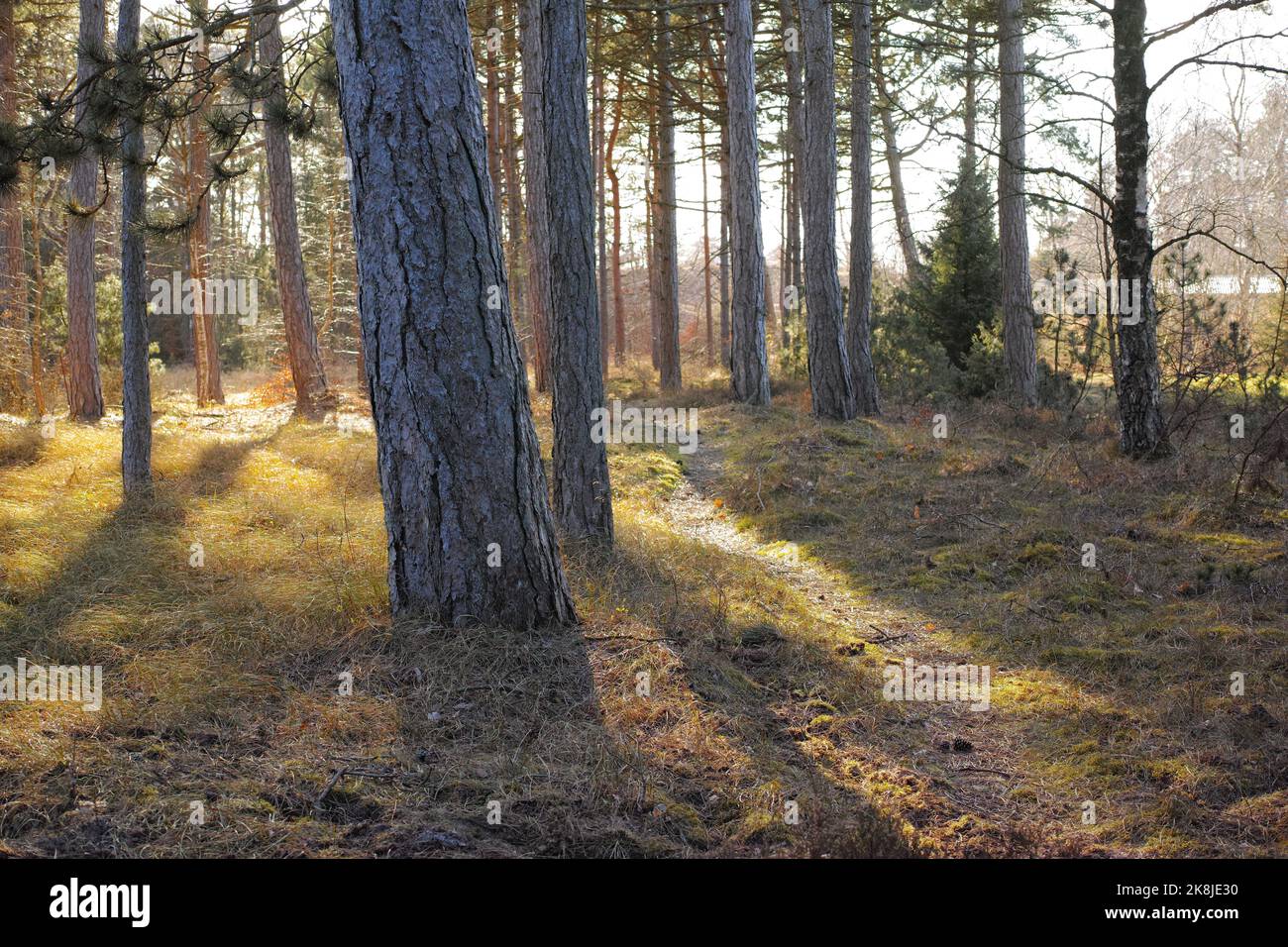 Forest wilderness. Uncultivated forest wilderness in Denmark - Odde ...