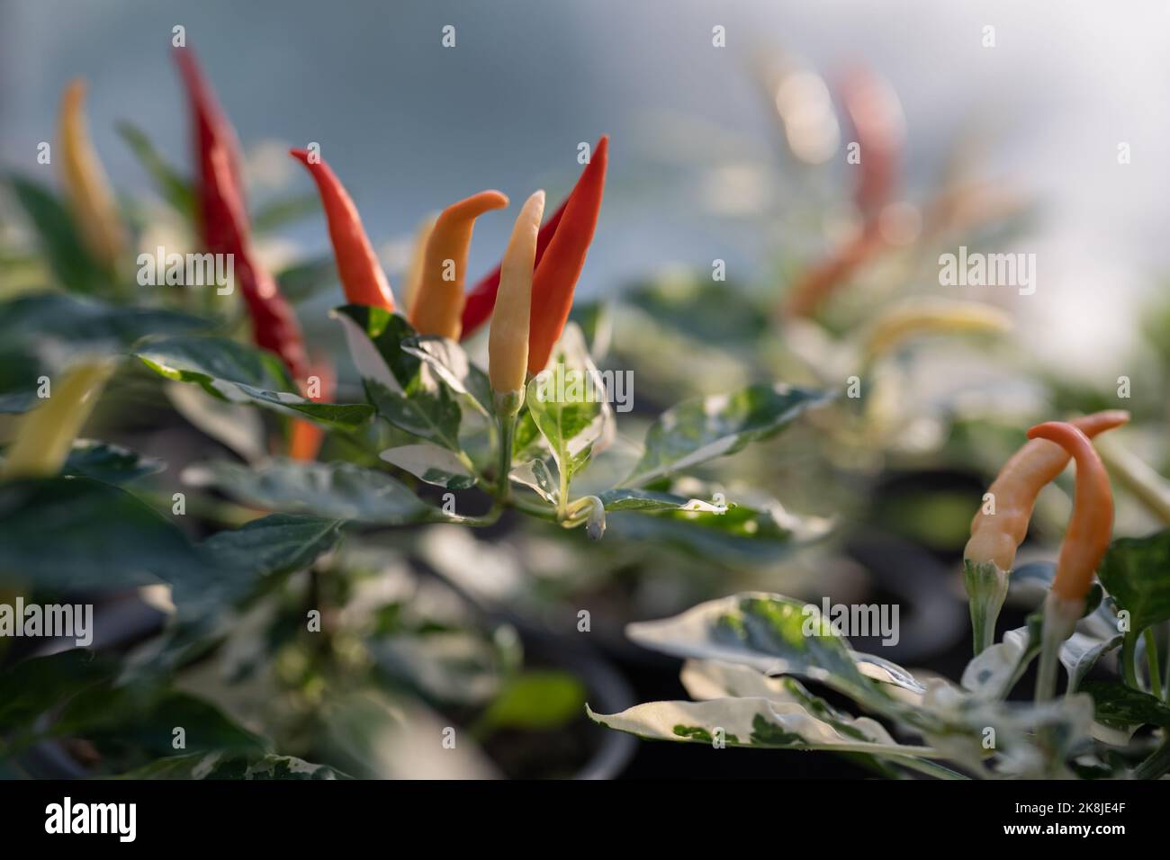 Closeup bushes with paprika fruits grown by agricultural specialists in ...