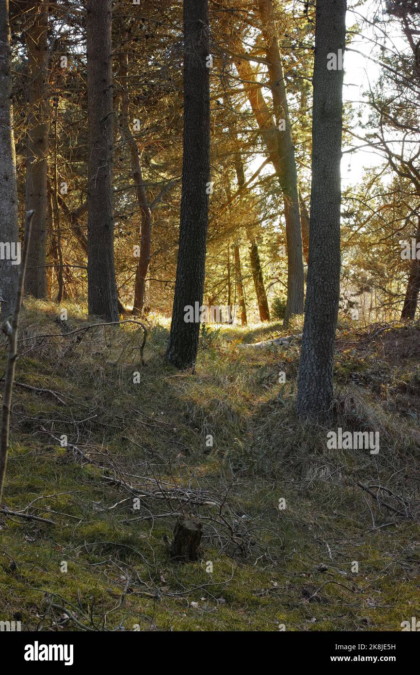 Forest wilderness. Uncultivated forest wilderness in Denmark - Odde ...