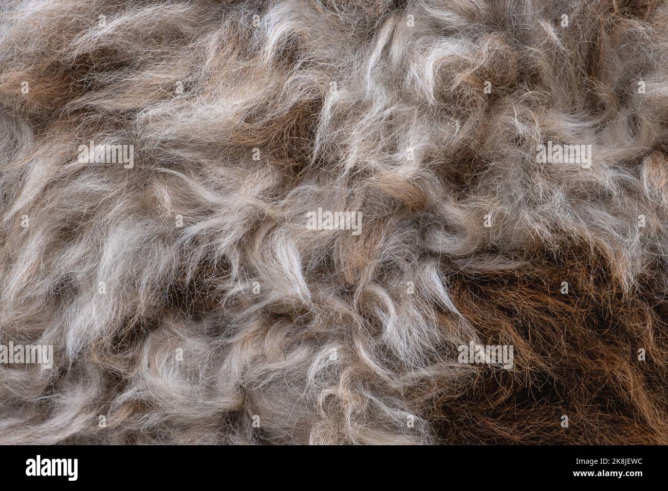 Furry skins hi-res stock photography and images - Alamy