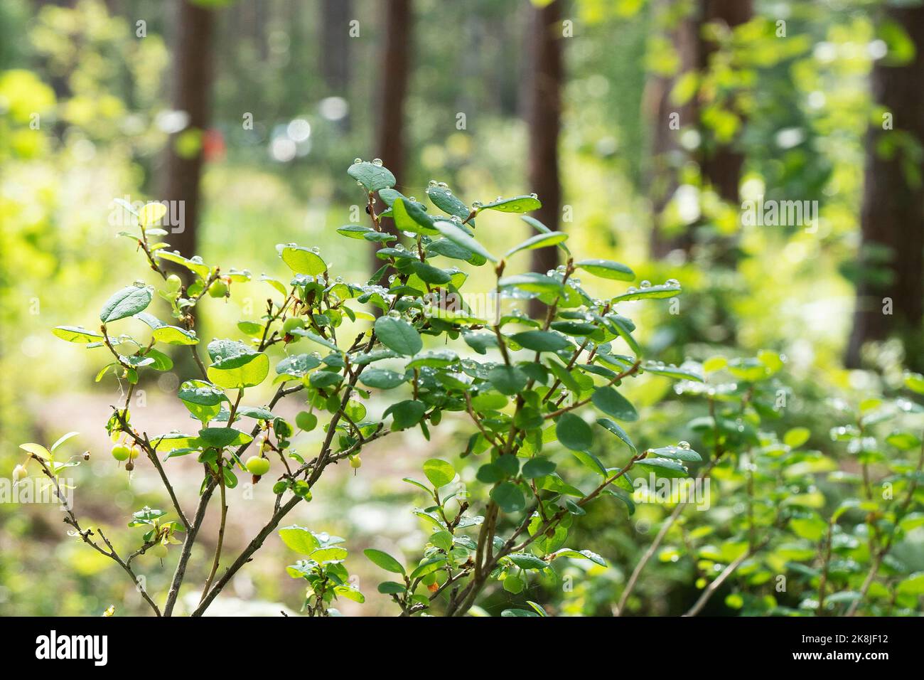 Green leaves against sunrise, macro photography. Front view. Wallpaper ...