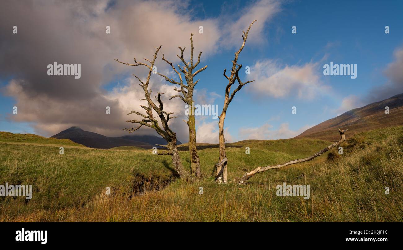 Wonky tree hi-res stock photography and images - Alamy
