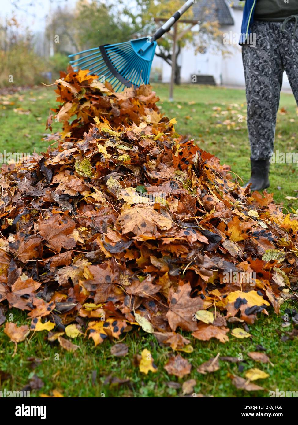 raking fallen leaves in back garden october 22 2022 Stock Photo - Alamy