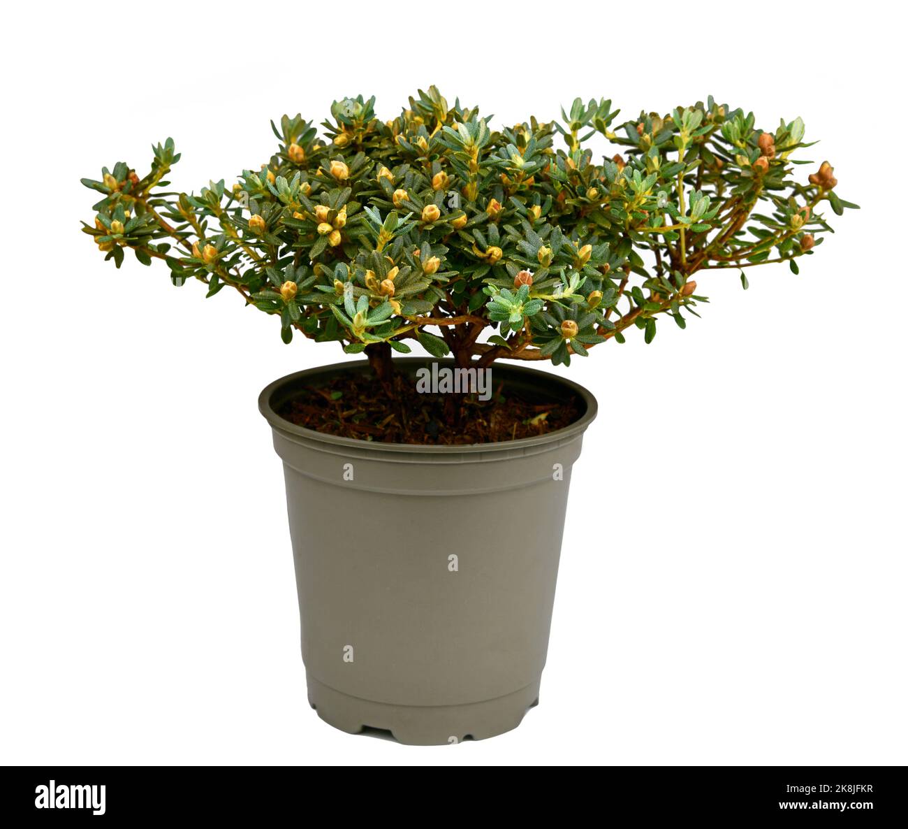 Chinese dwarf rhododendron hi-res stock photography and images - Alamy