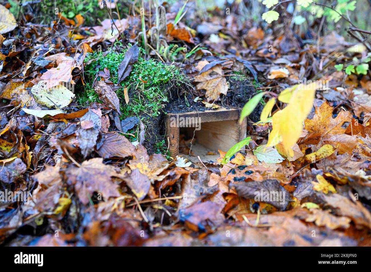 home made hedgehog nest covered in soil and leaves Stock Photo - Alamy