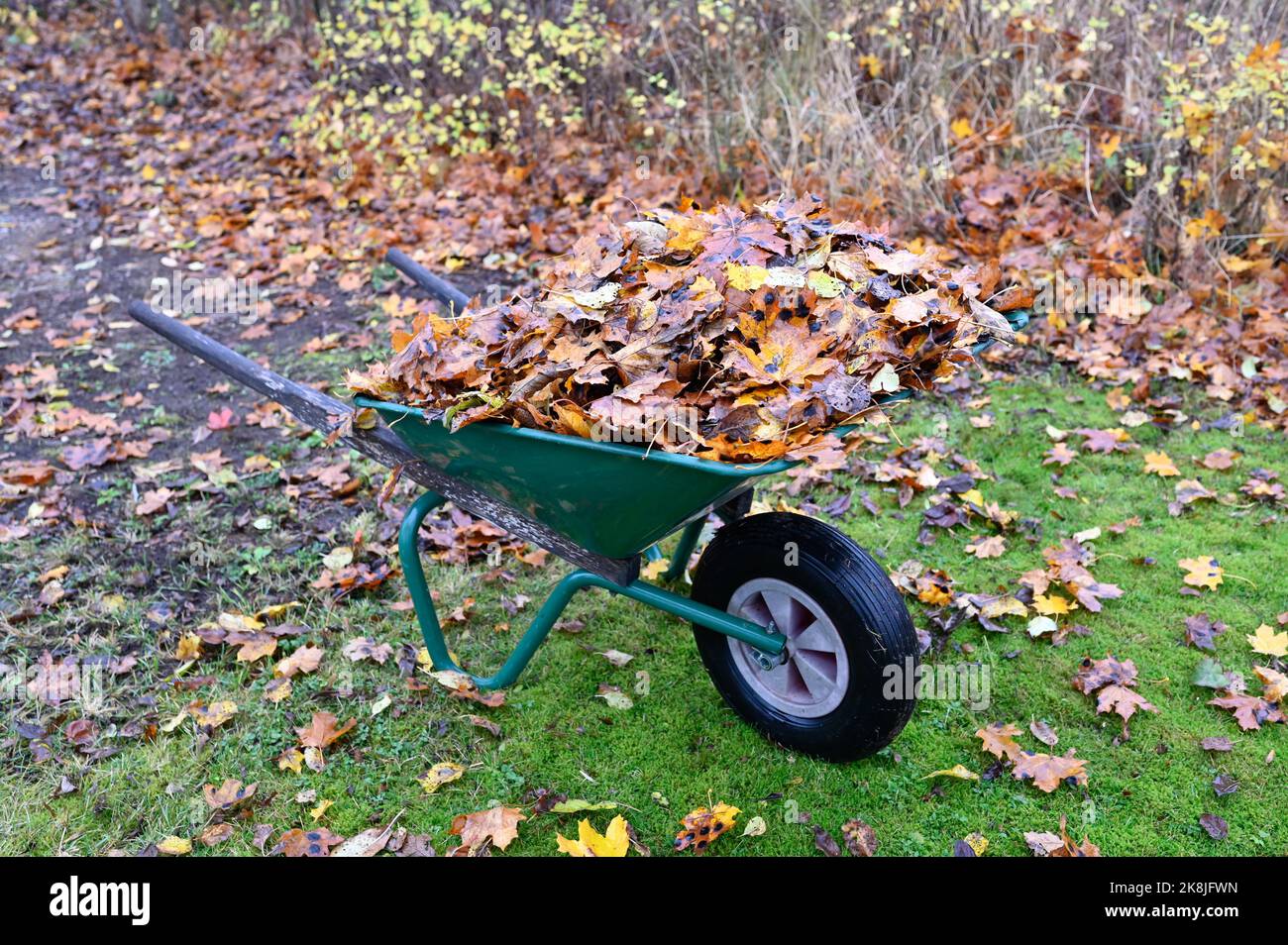 Wheelbarrow full wet leaves hi-res stock photography and images - Alamy