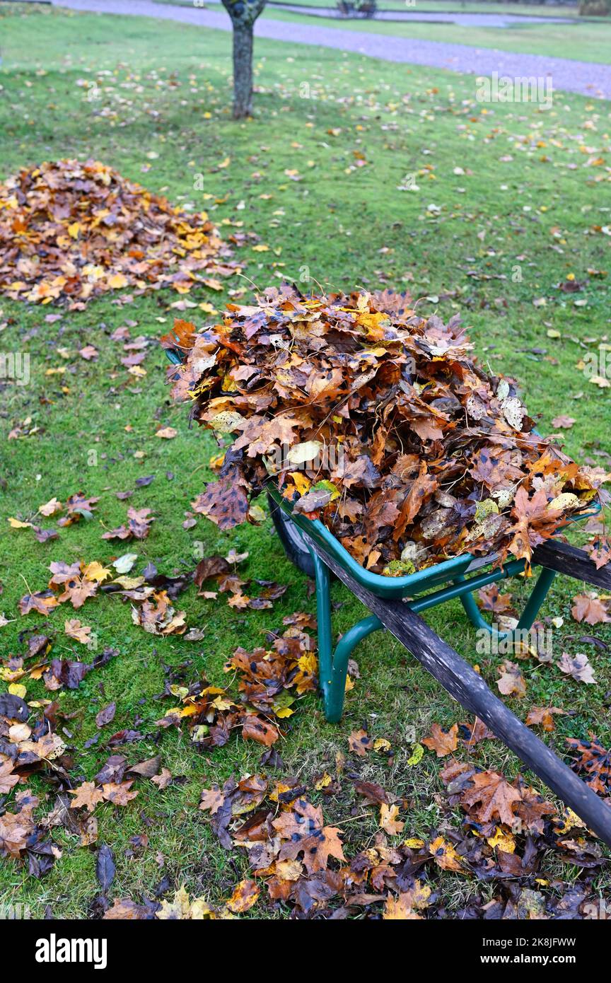 Wheelbarrow full wet leaves hi-res stock photography and images - Alamy