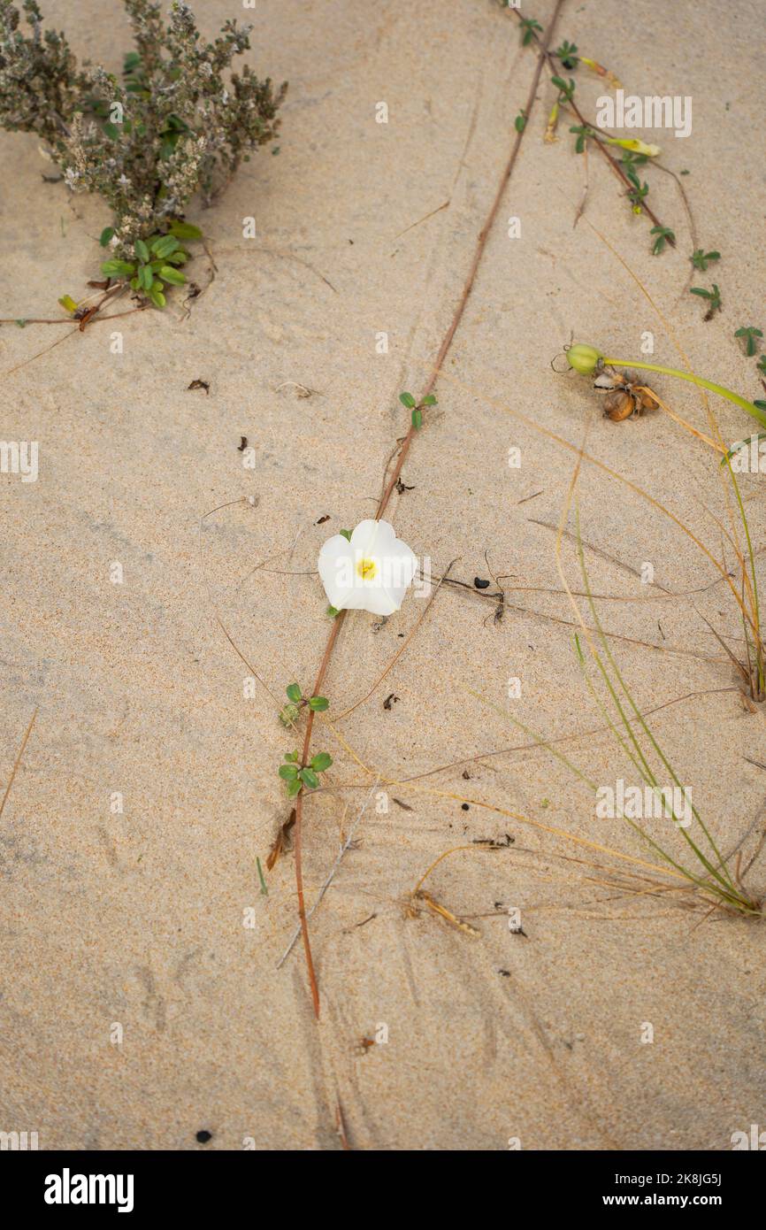 Beach morning glory (Ipomoea imperati) trailing evergreen vine onTarifa ...