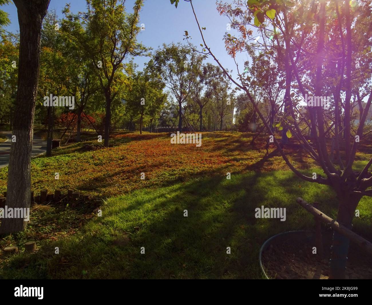 After a renovation of greenery in recent years, the Lotus Pond Park in ...