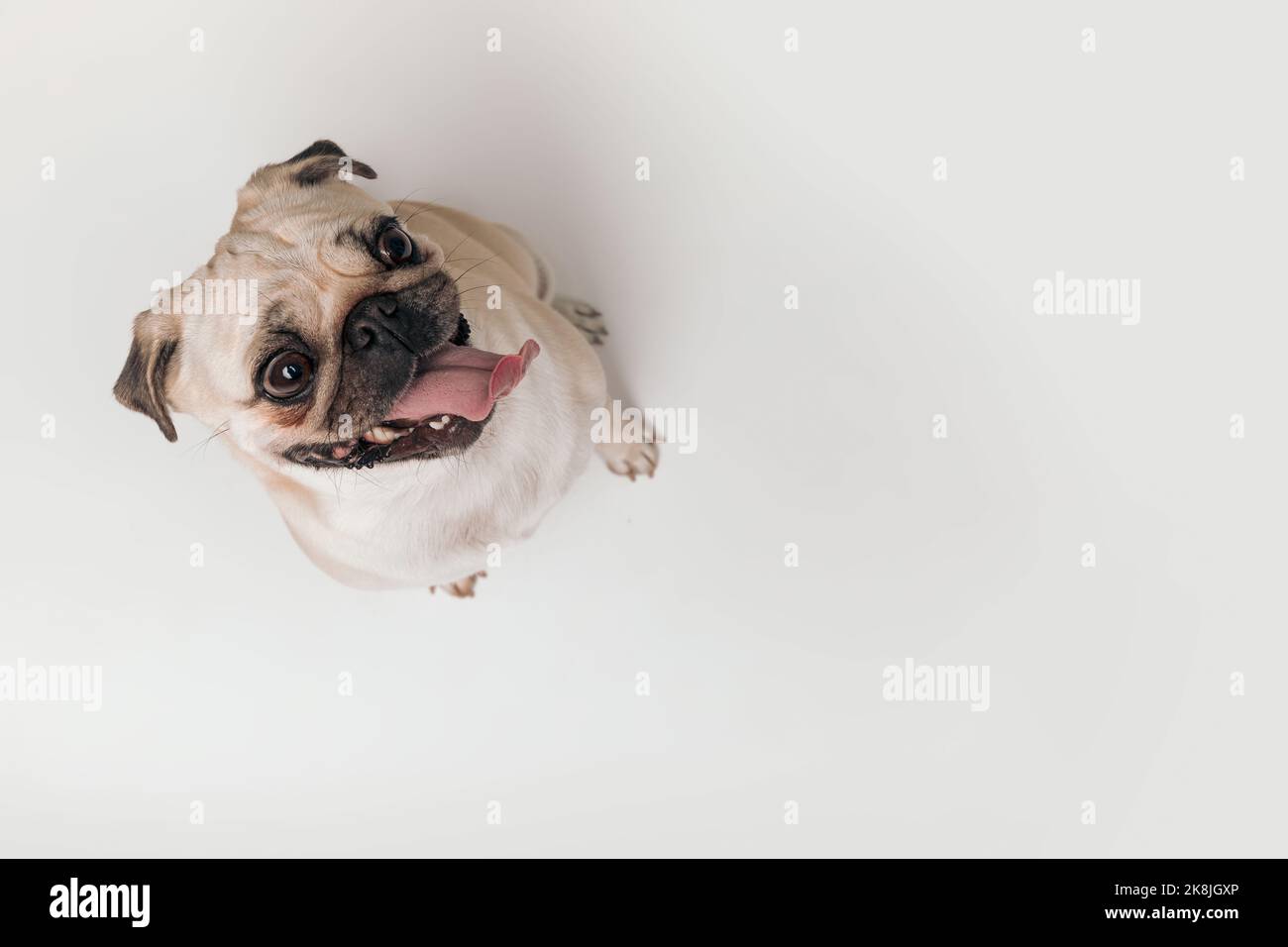 top view of funny little mops doggy looking up, sticking out tongue and ...