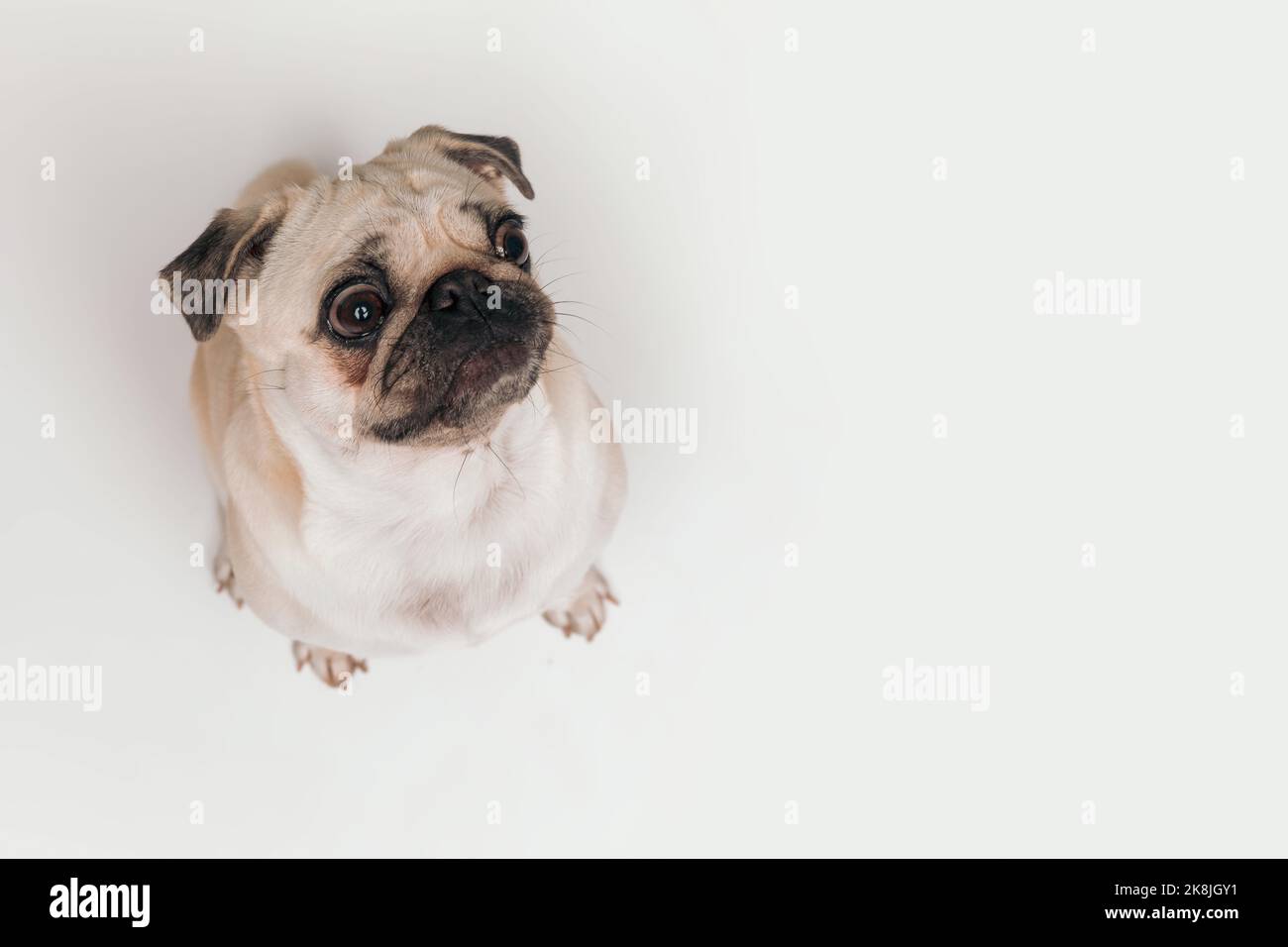 adorable sweet little pug dog with big eyes looking to side and being ...