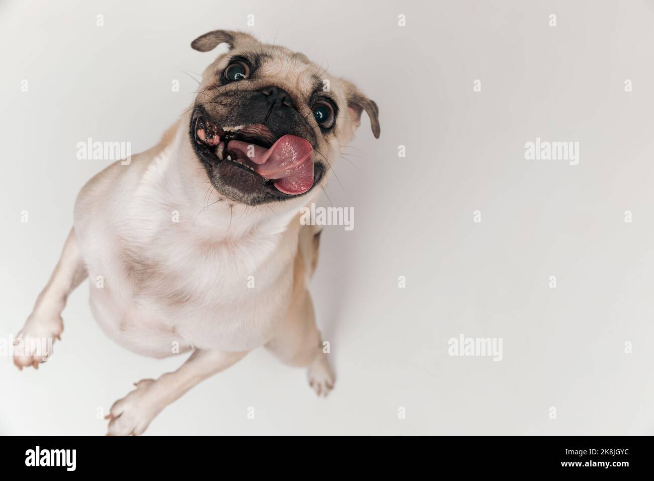 top view of enthusiastic pug dog sticking out tongue, looking up and ...