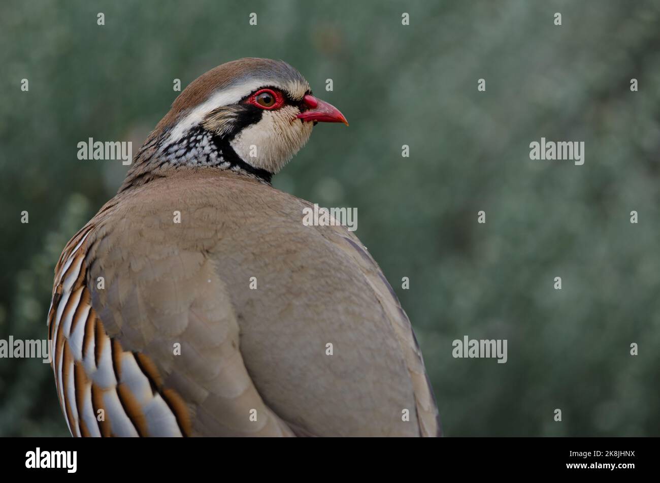 Red-legged partridge Alectoris rufa. The Nublo Rural Park. Gran Canaria ...