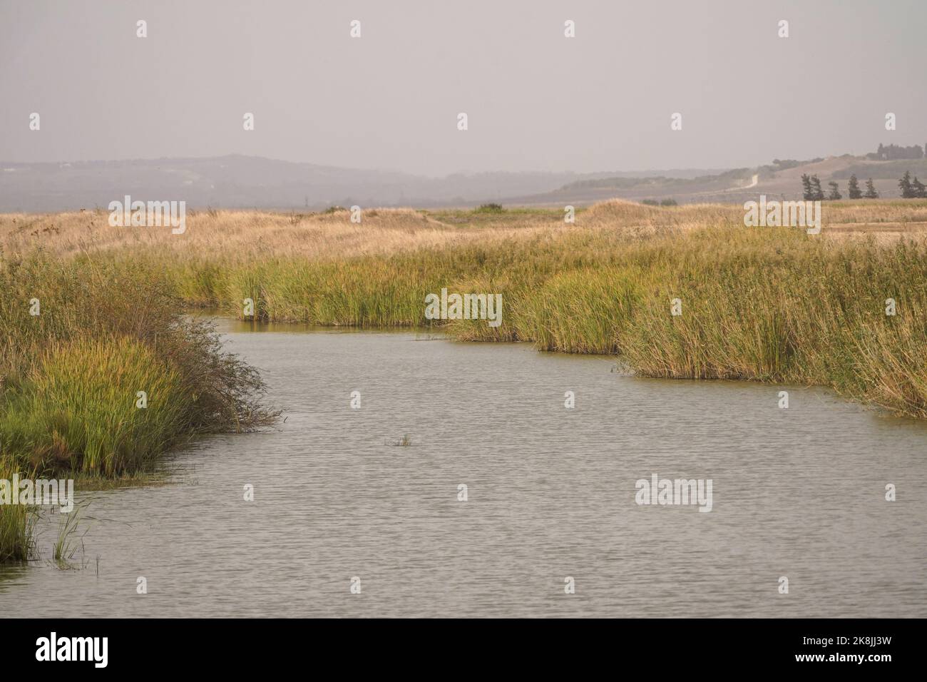 La Janda, wetlands, spanish nature reserve, Cadiz, Andalusia Stock ...