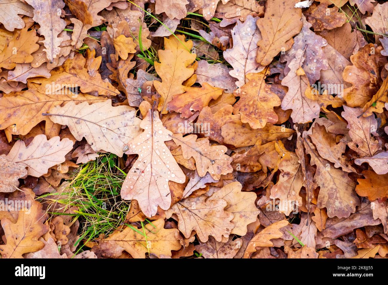 Fallen dry oak leaves Stock Photo - Alamy
