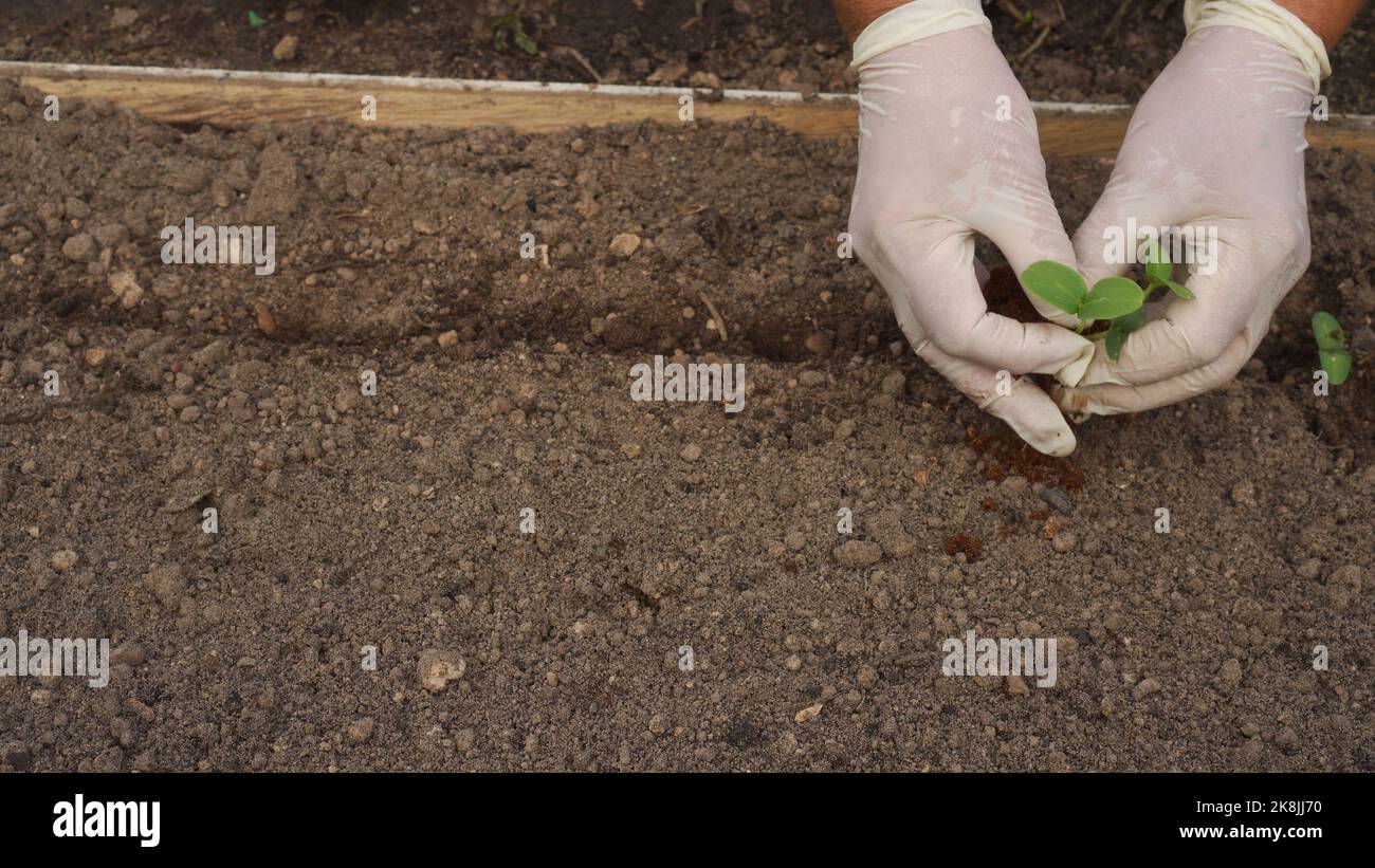 Hands of elderly woman in rubber gloves plant to soil seedlings of ...