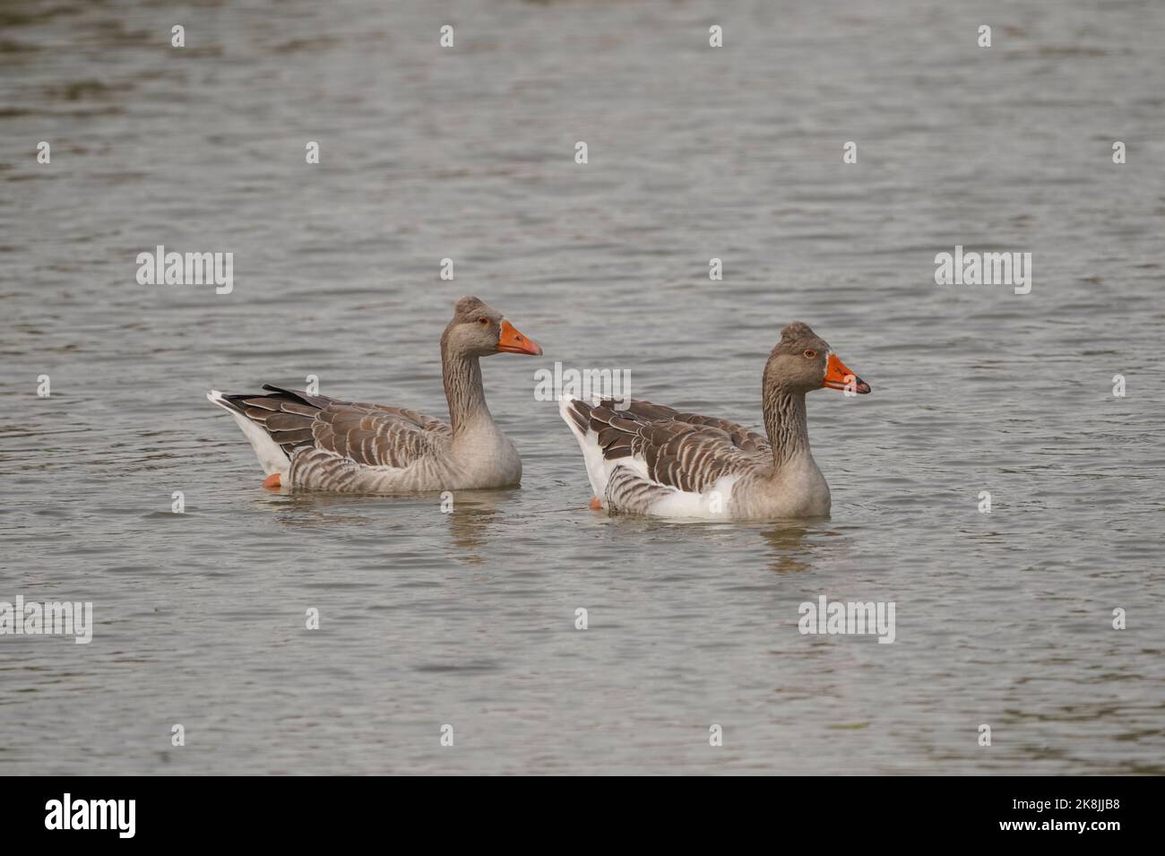 Oie de toulouse sans bavette hi-res stock photography and images - Alamy