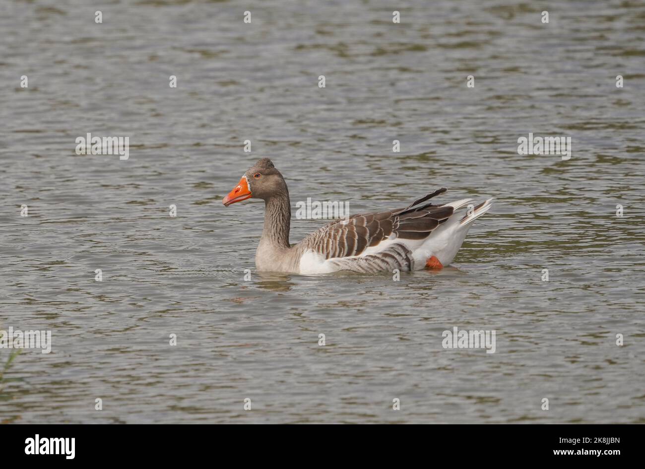 Oie de toulouse sans bavette hi-res stock photography and images - Alamy
