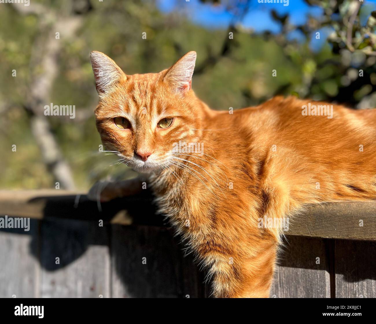 Cat curious on a bench Stock Photo - Alamy