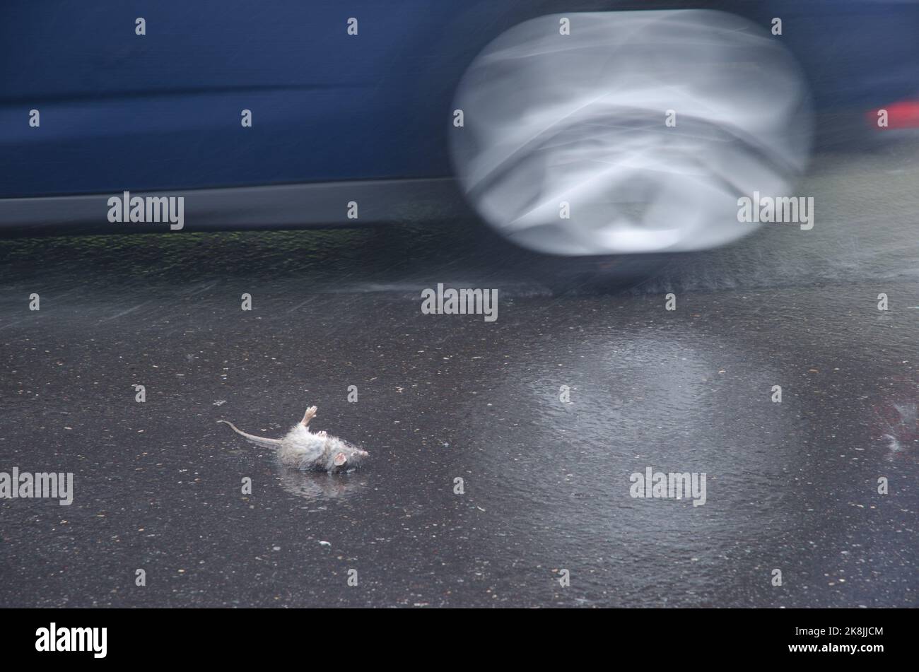 Black rat Rattus rattus run over. Juvenile. Gran Canaria. Canary ...