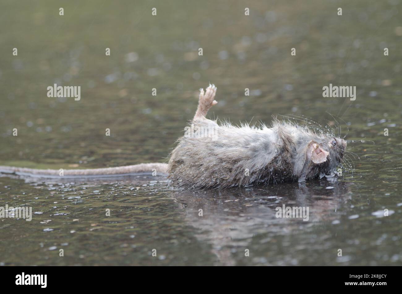Black rat Rattus rattus run over. Juvenile. Gran Canaria. Canary ...
