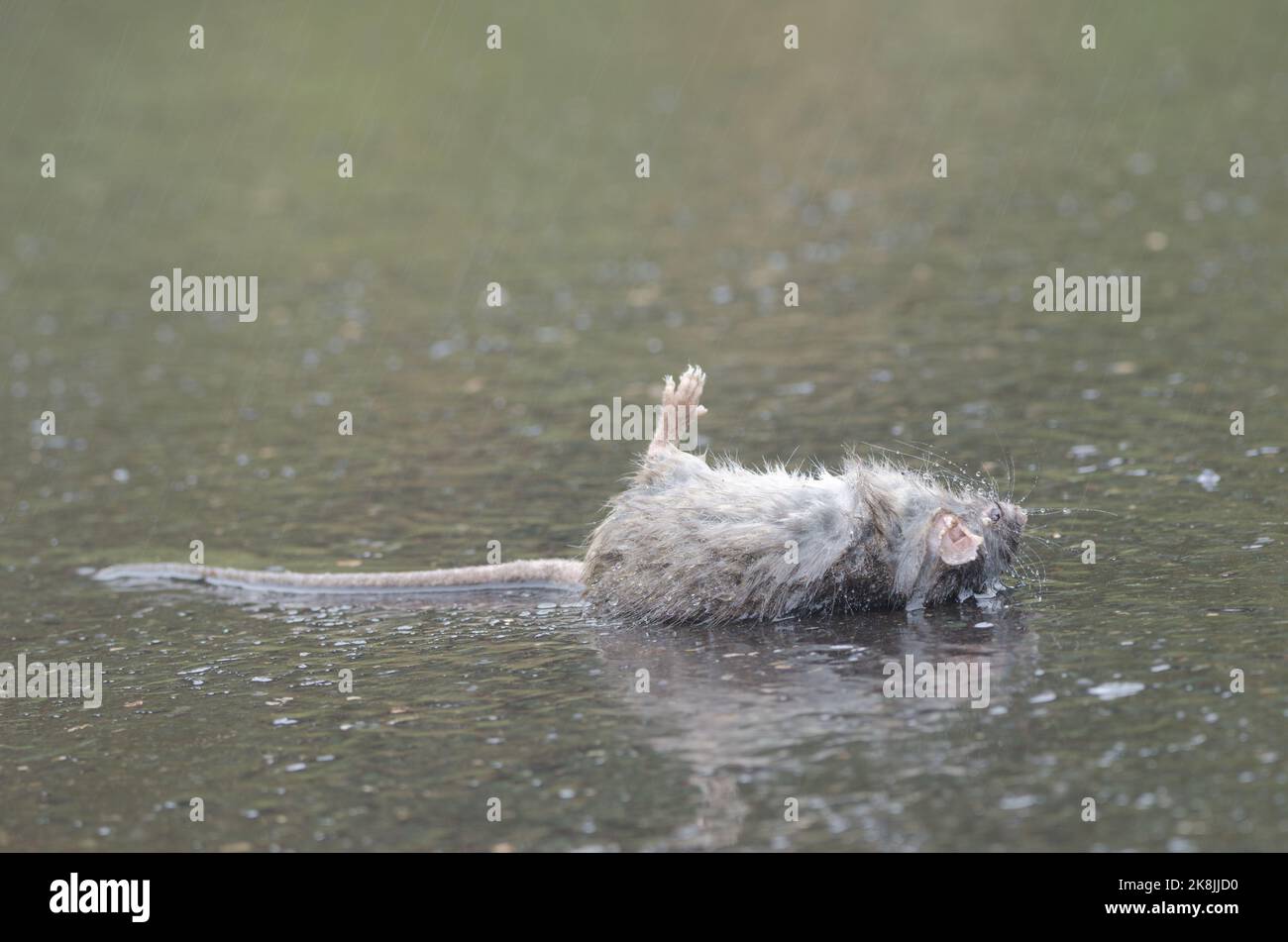 Black rat Rattus rattus run over. Juvenile. Gran Canaria. Canary ...