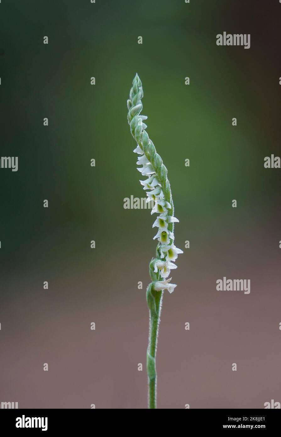 Autumn lady's tresses, spiranthes spiralis, wild orchid, Flowering in ...