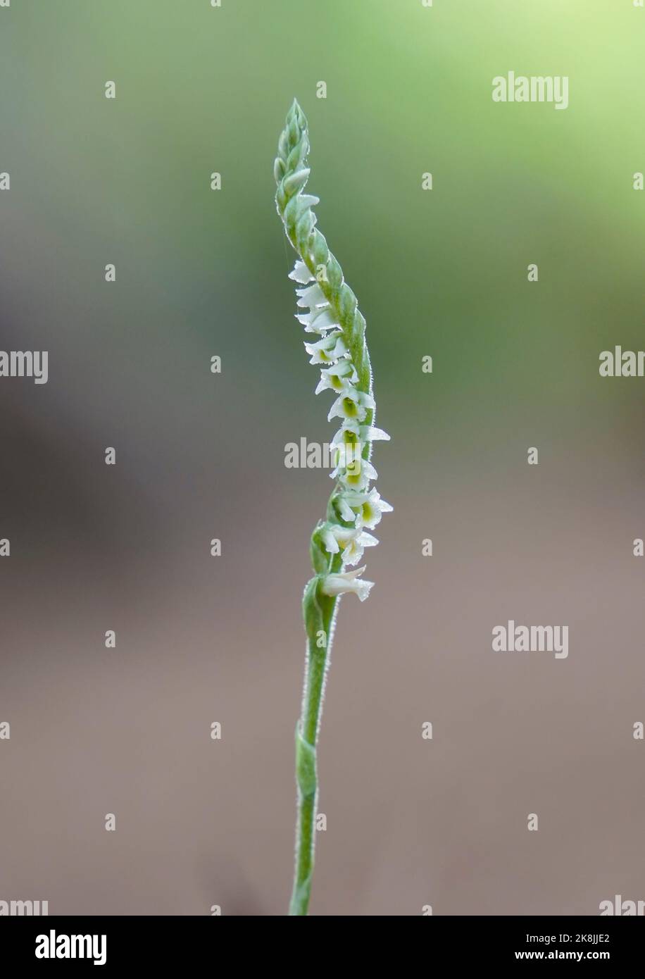 Autumn lady's tresses, spiranthes spiralis, wild orchid, Flowering in ...