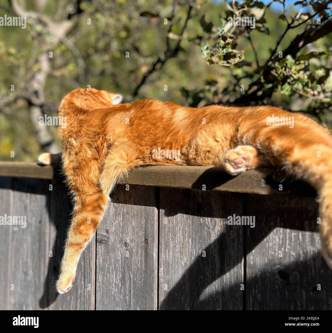 Cat curious on a bench Stock Photo - Alamy