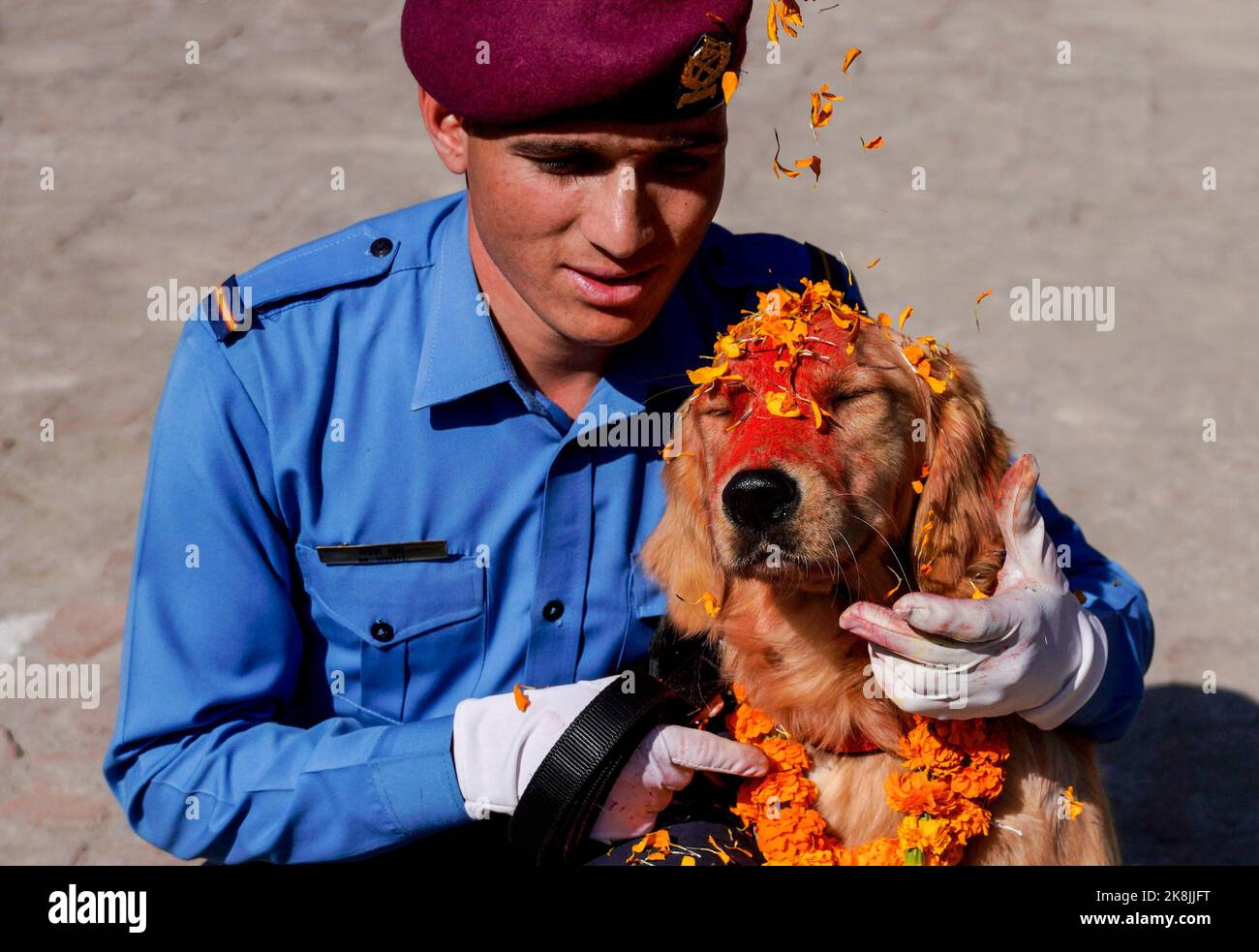 Yama dogs hi-res stock photography and images - Alamy