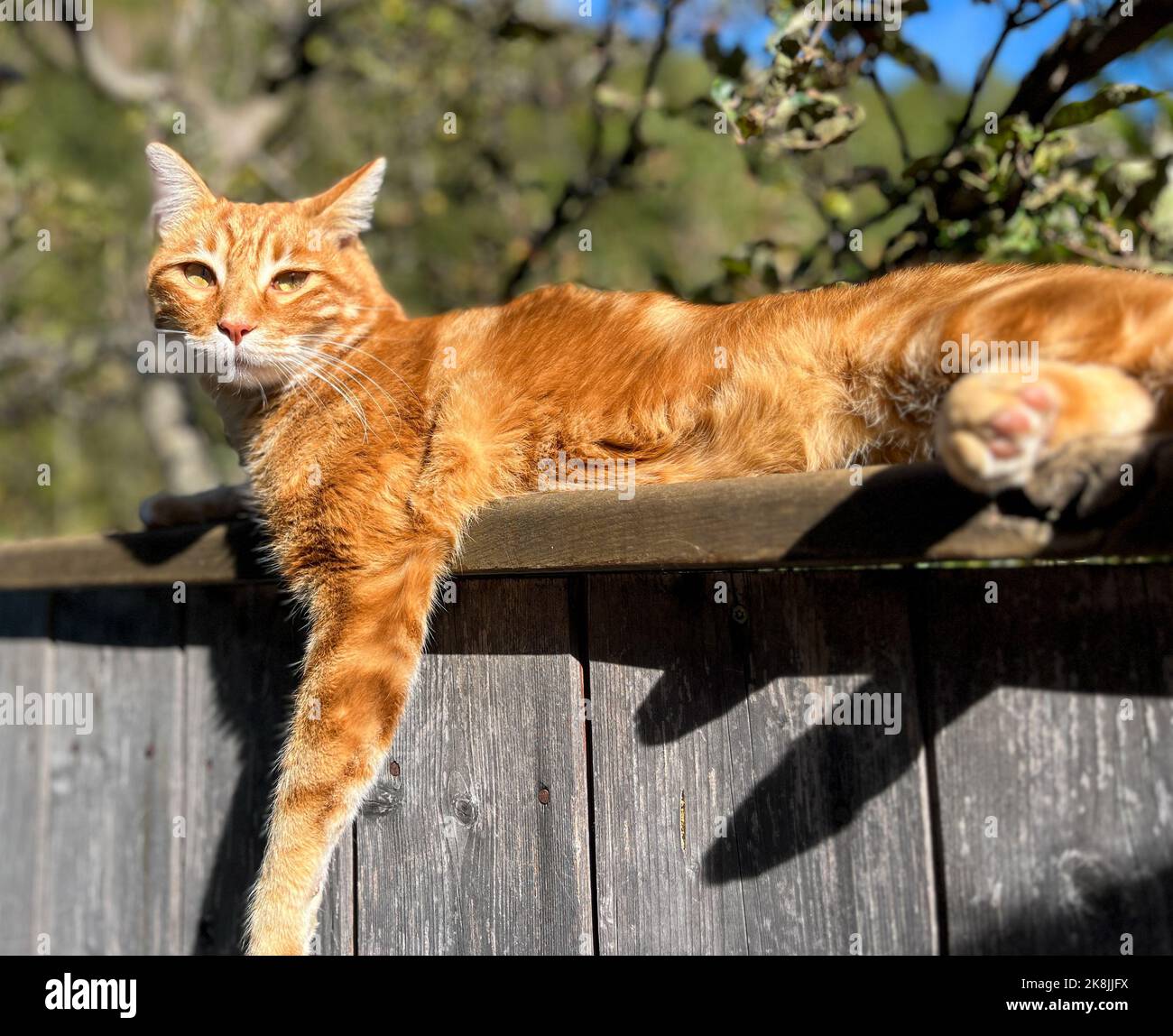 Cat curious on a bench Stock Photo - Alamy