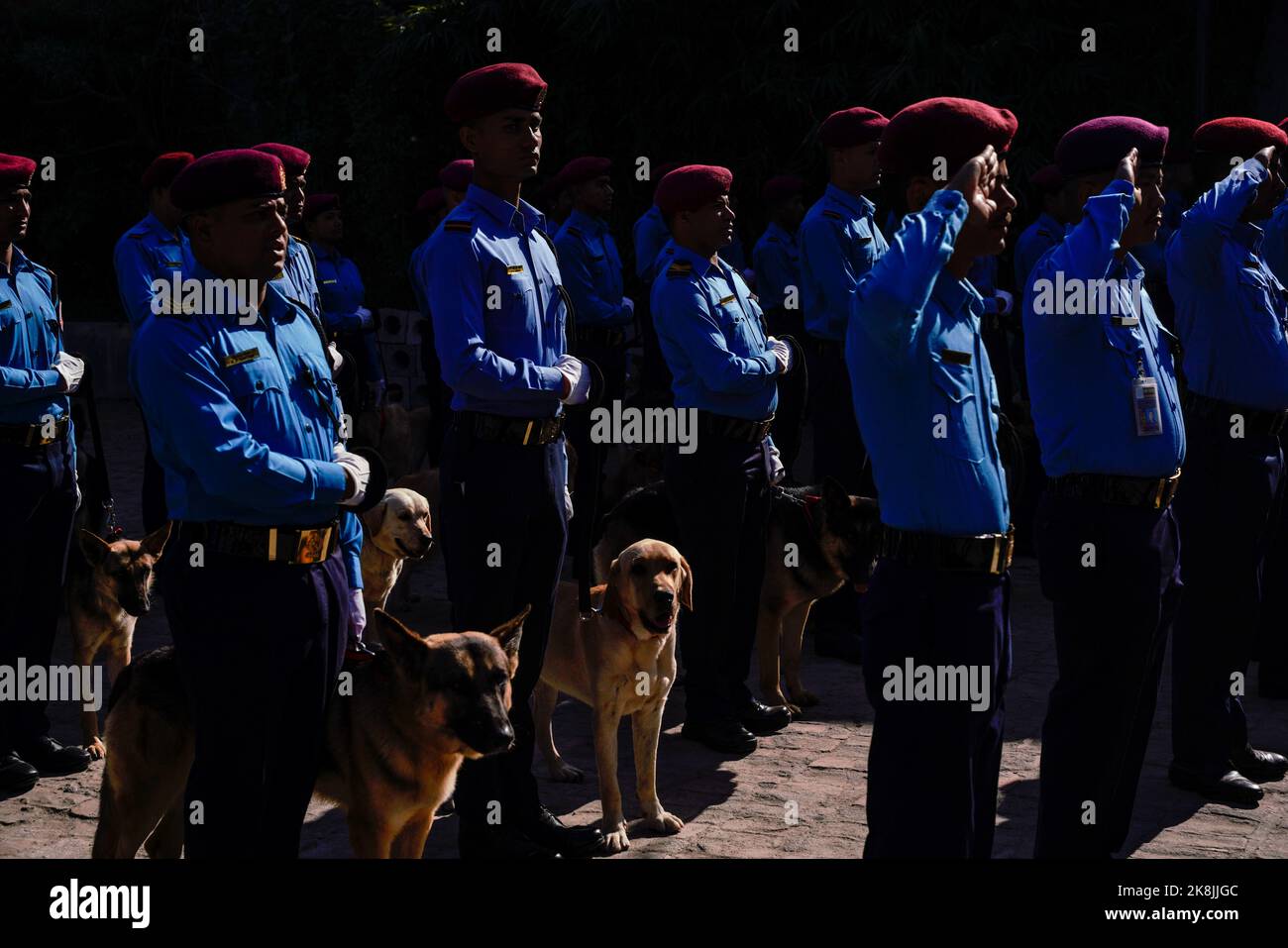 Yama dogs hi-res stock photography and images - Alamy