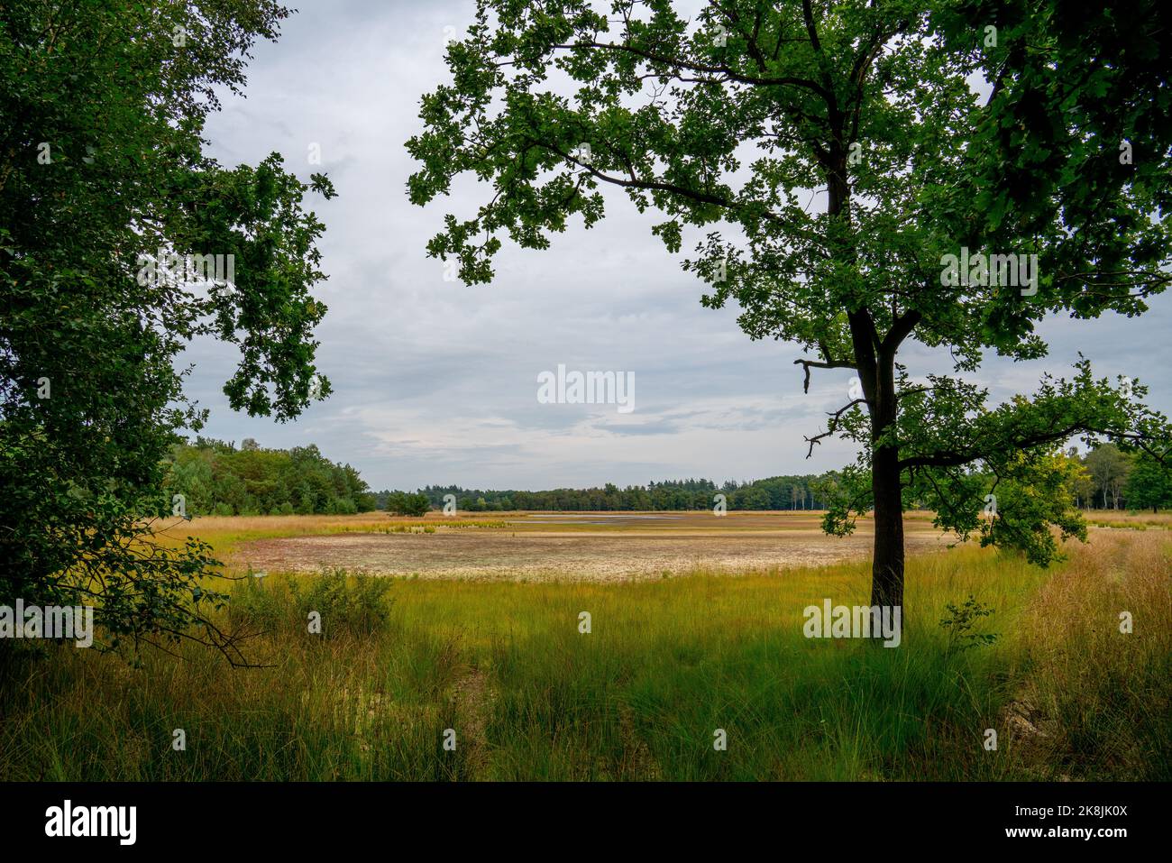 Landscape with dry pond in a nature reserve in the Netherlands Stock ...