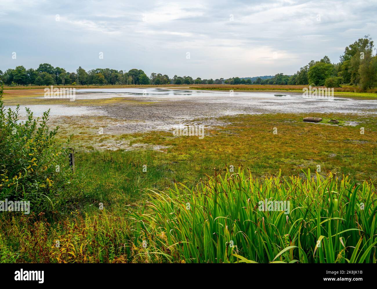 Landscape with dry pond in a nature reserve in the Netherlands Stock ...