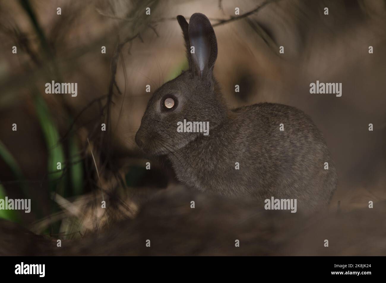 European rabbit Oryctolagus cuniculus. The Nublo Rural Park. Tejeda ...