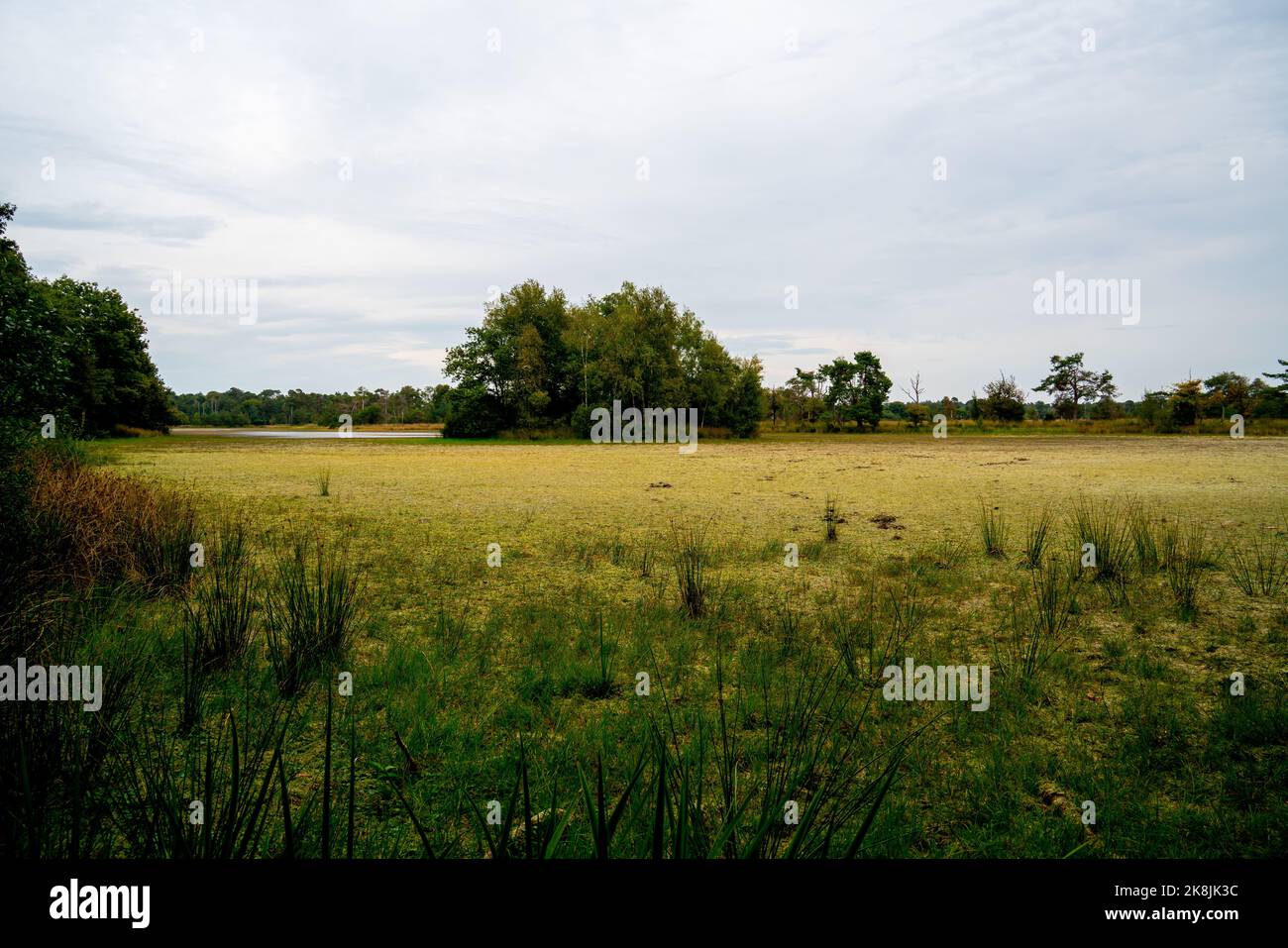 Landscape with dry pond in a nature reserve in the Netherlands Stock ...
