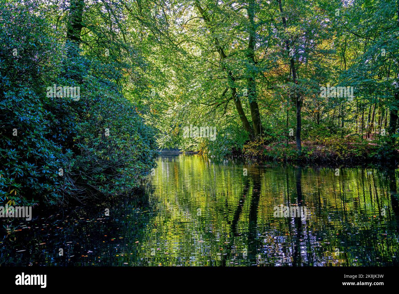 Large pond in a nature reserve in the Netherlands Stock Photo - Alamy