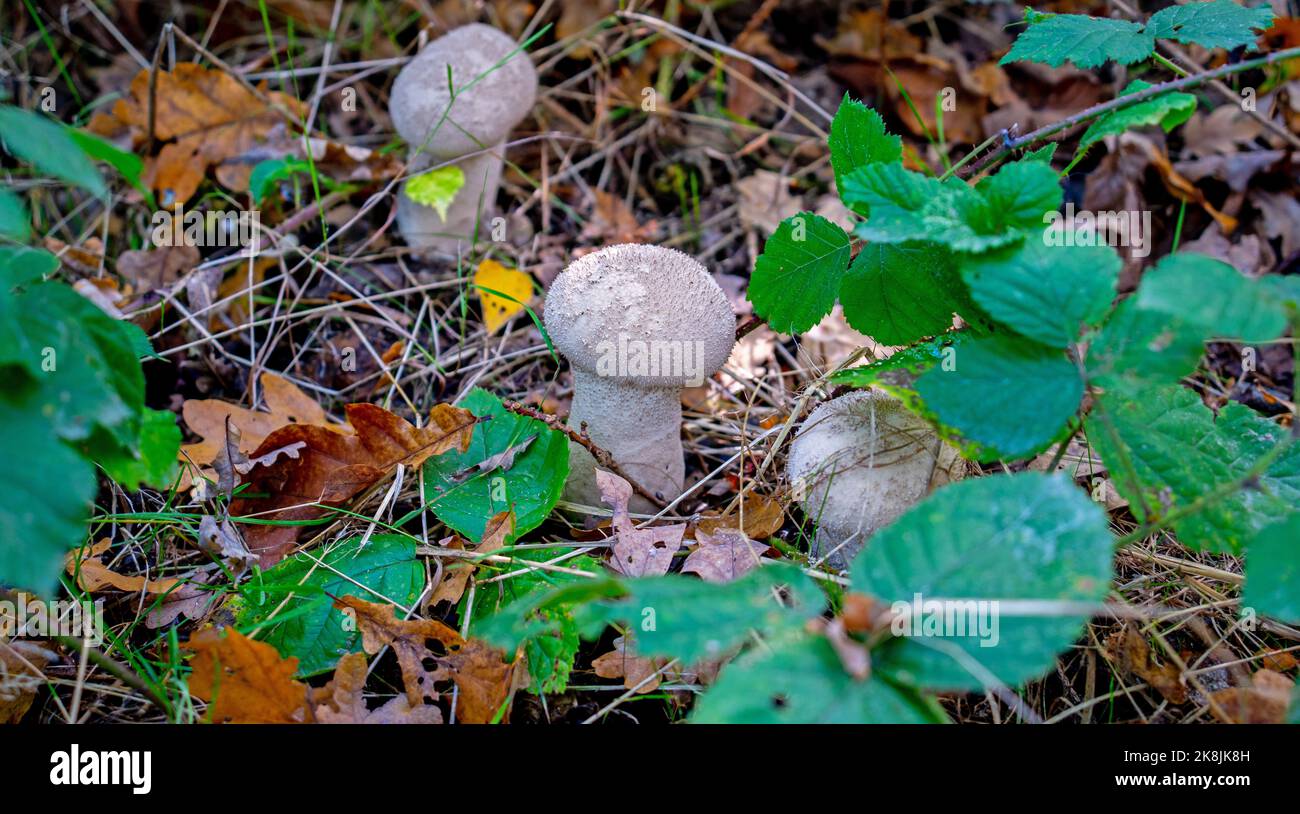 Close up of Common puffball fungus (Lycoperdon perlatum Stock Photo - Alamy