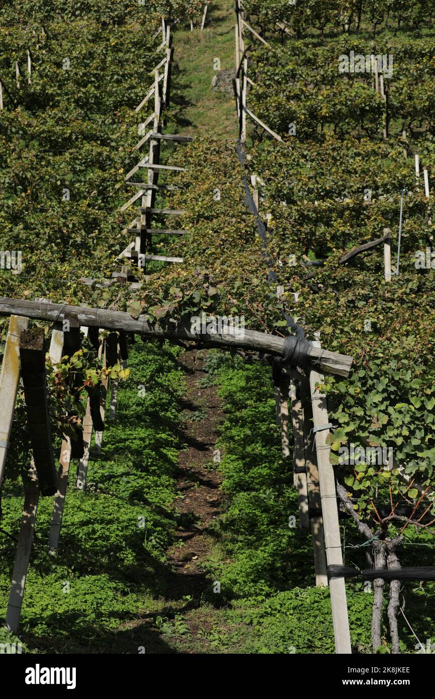 Vineyard terraces in South Tyrol Stock Photo - Alamy