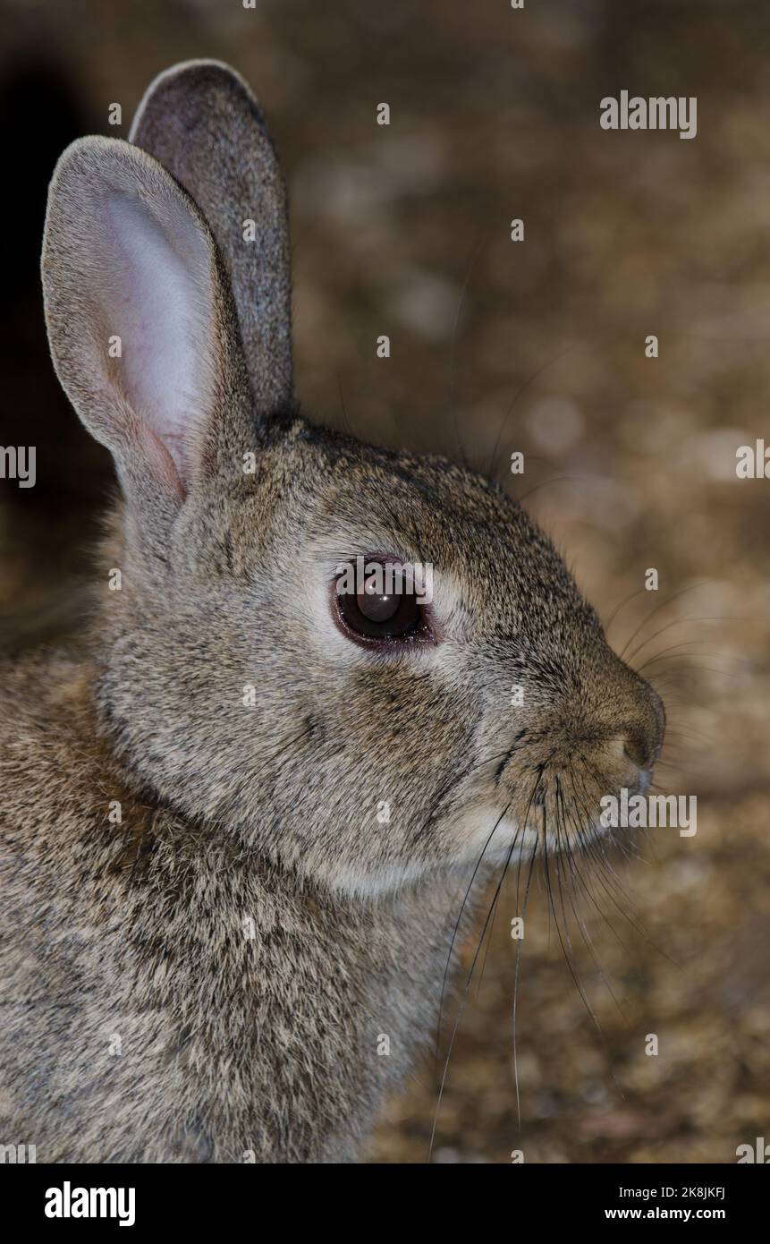 European rabbit Oryctolagus cuniculus. The Nublo Rural Park. Tejeda ...