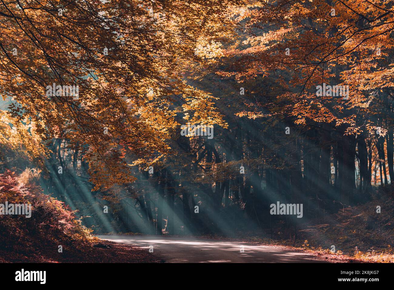 light through the autumn trees Stock Photo - Alamy