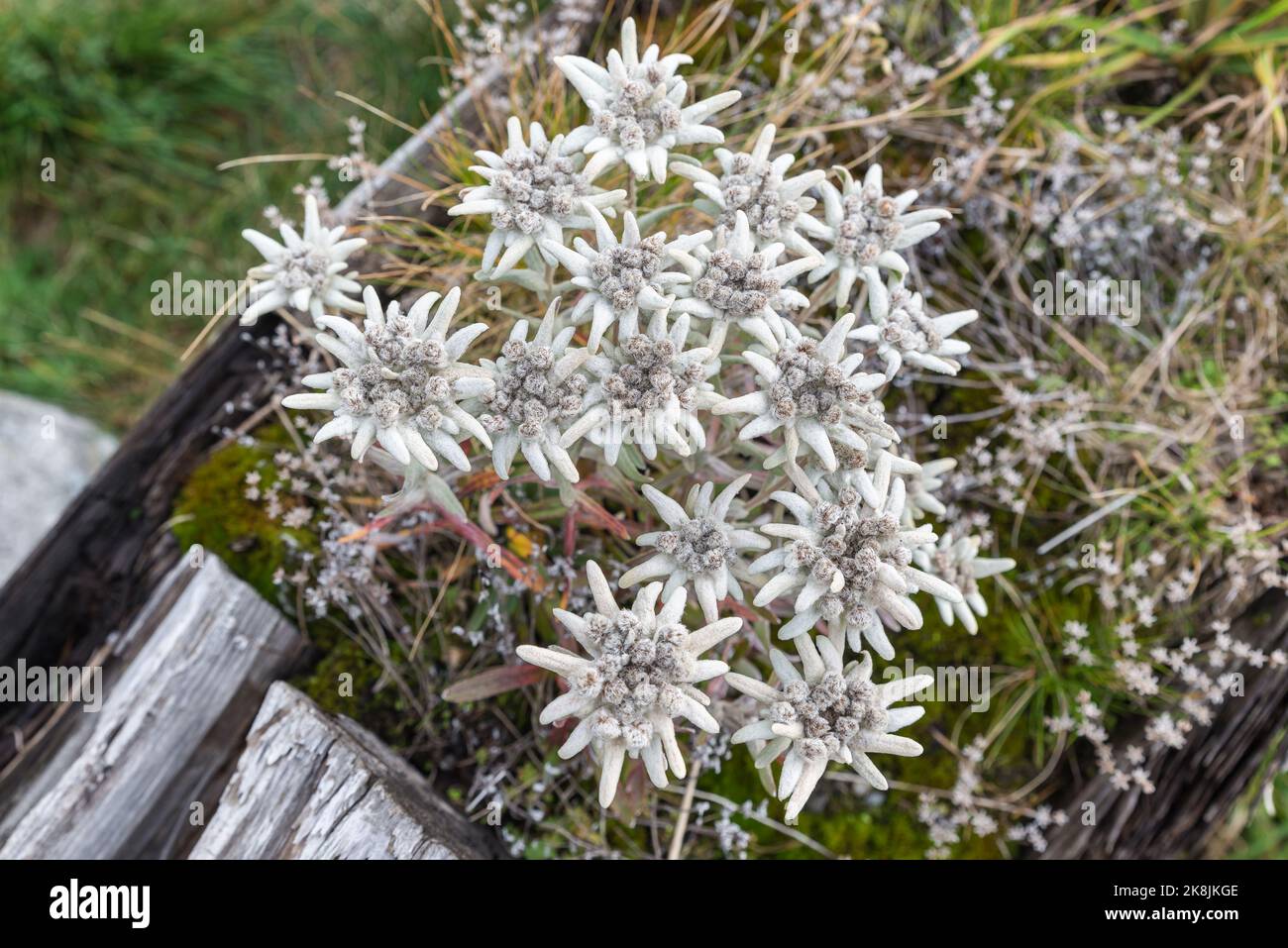 Group of edelweiss (Leontopodium). Flower symbol of the Alps and the ...