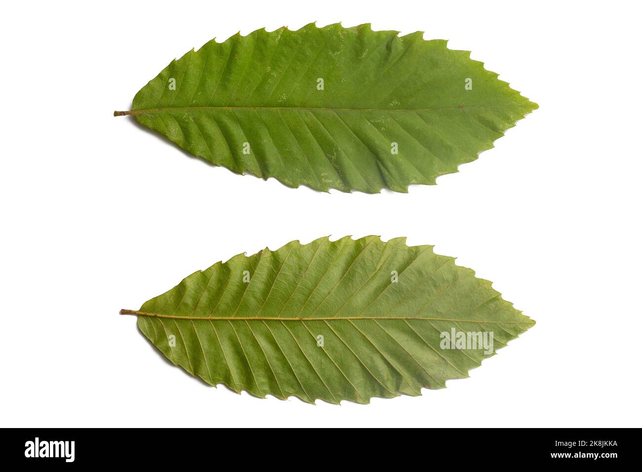 Front and back of a chestnut leaf on a white background Stock Photo - Alamy