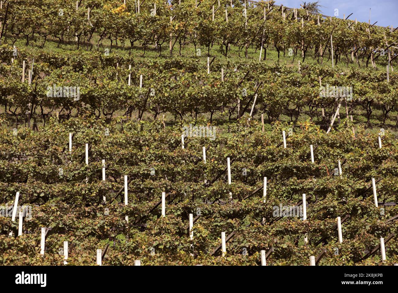 Vineyard terraces in South Tyrol Stock Photo - Alamy