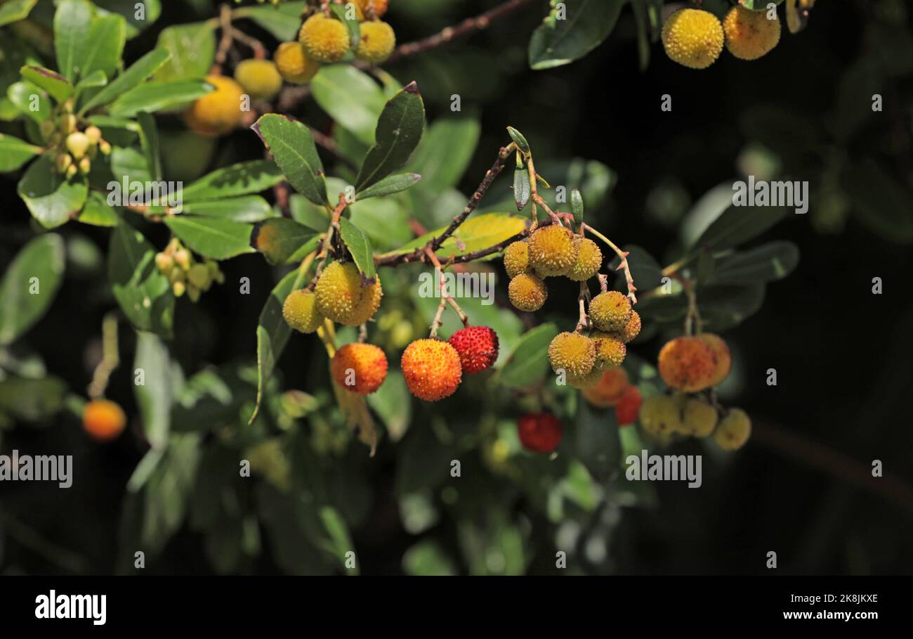 Strawberry tree in autumn in Italy Stock Photo - Alamy