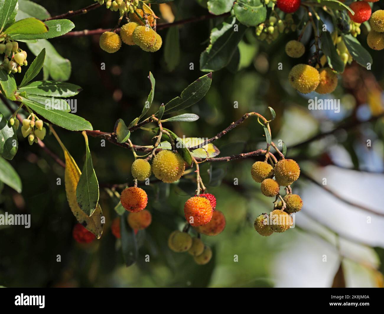 Strawberry tree in autumn in Italy Stock Photo - Alamy