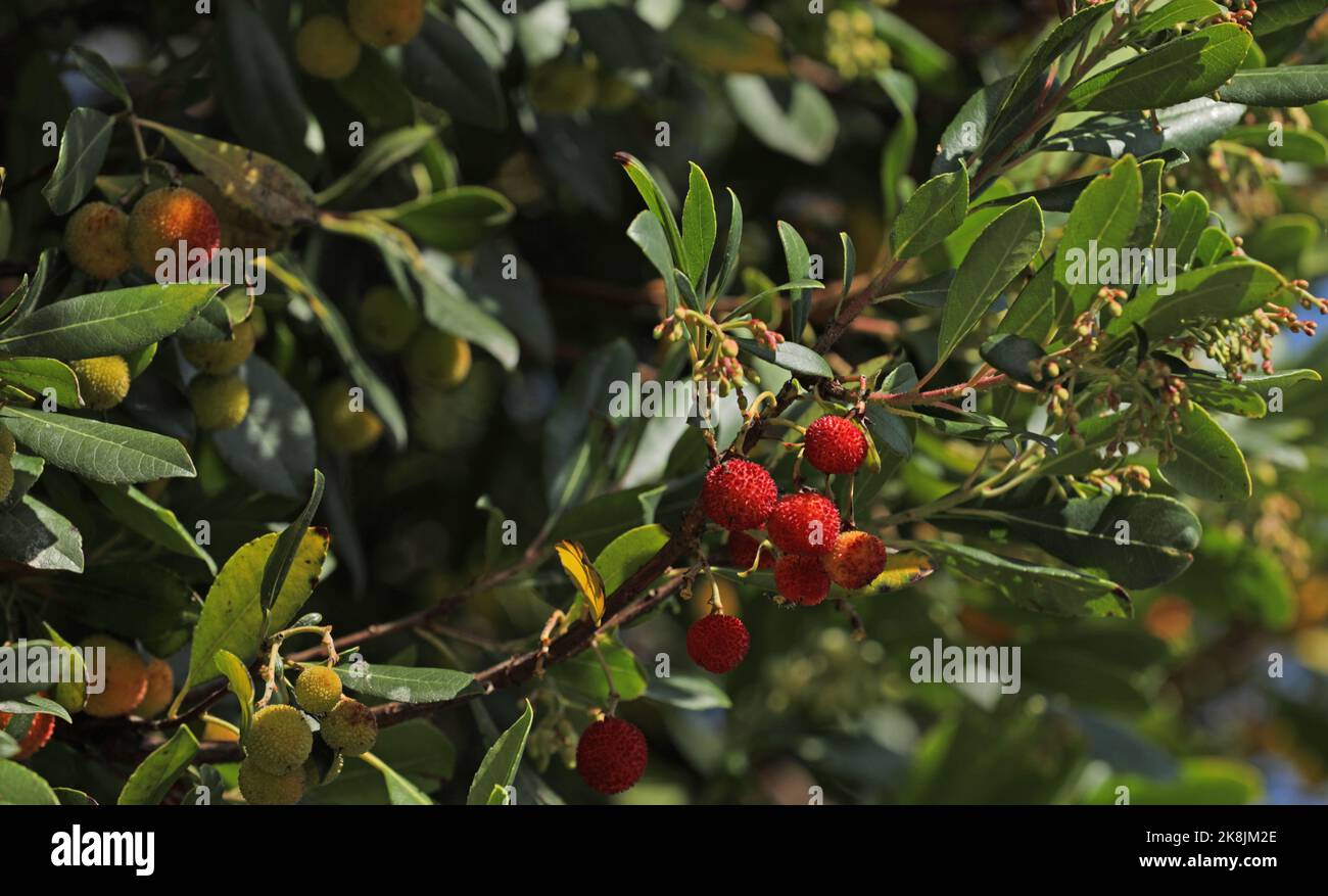 Strawberry tree in autumn in Italy Stock Photo - Alamy
