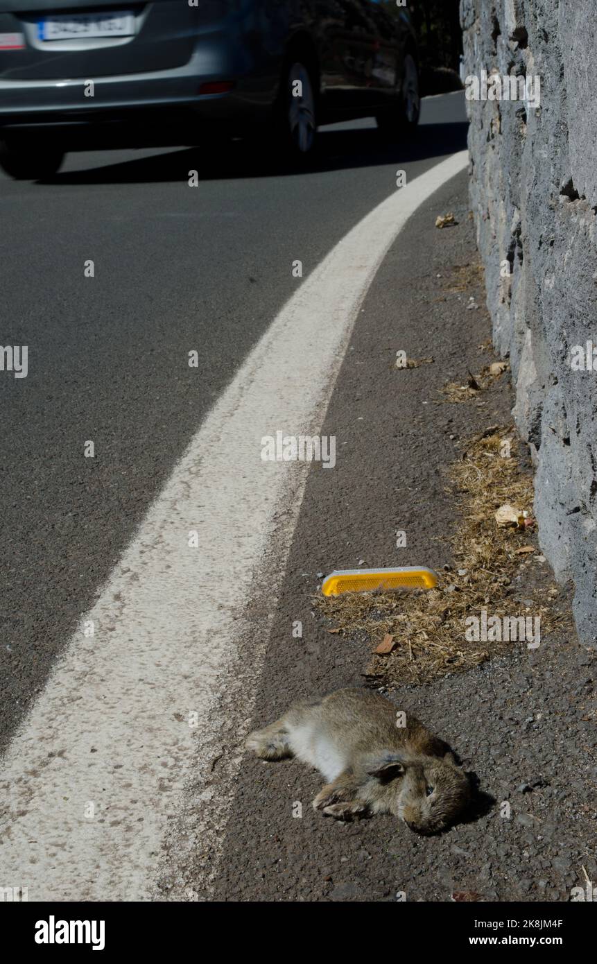 European rabbit Oryctolagus cuniculus run over. Juvenile. The Nublo ...