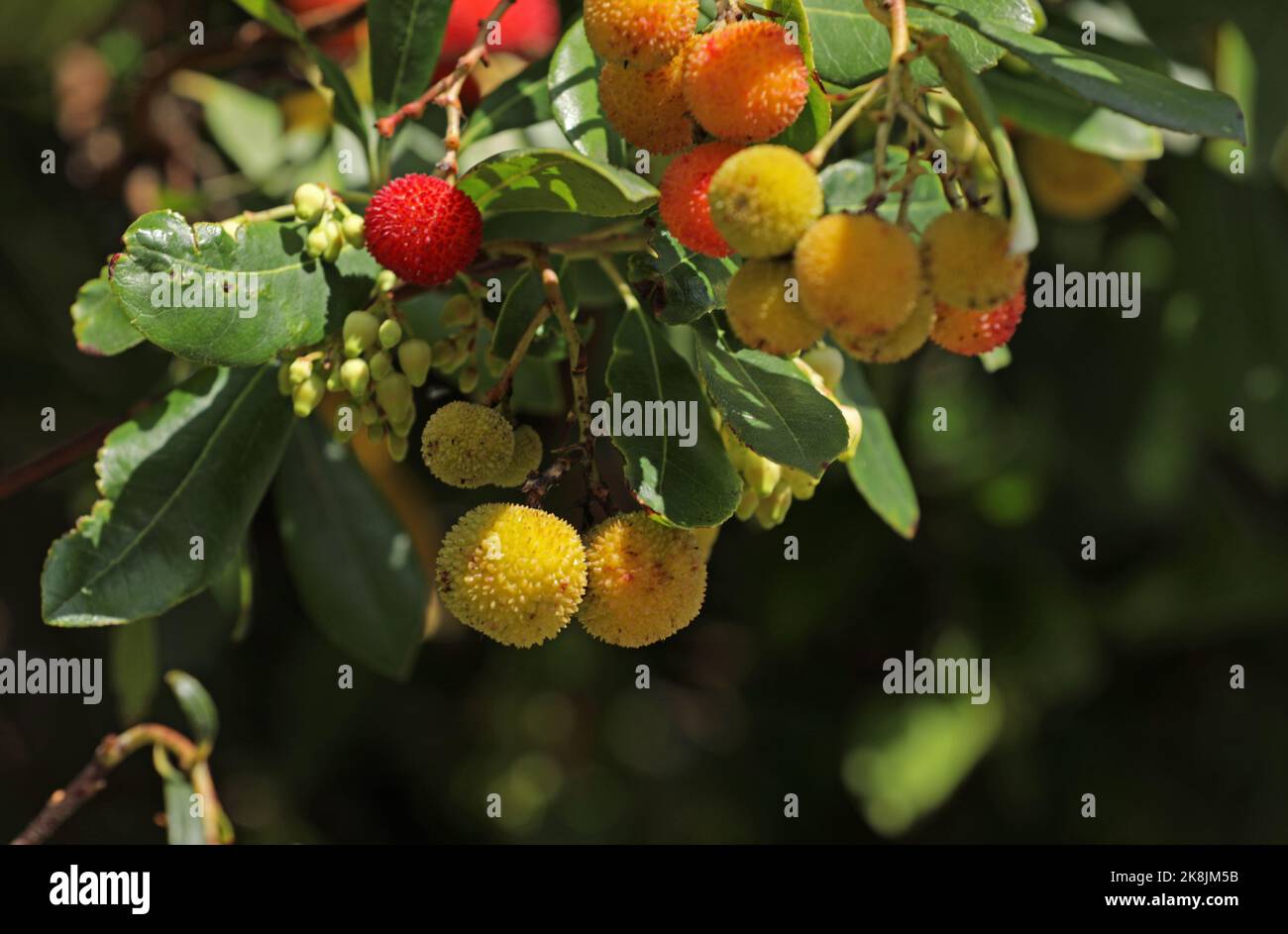 Strawberry tree in autumn in Italy Stock Photo - Alamy